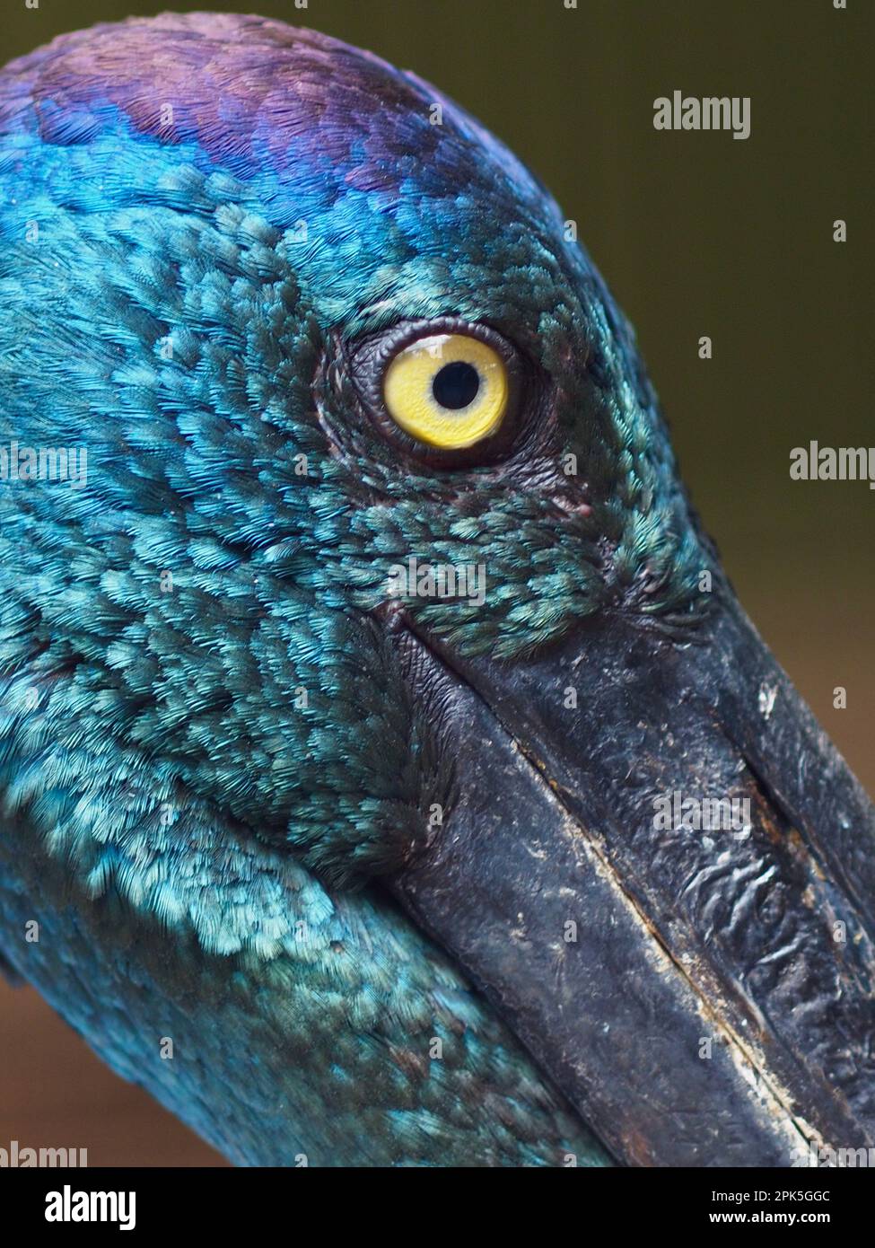 A closeup image of a magnificent female Black-necked Stork with bright ...