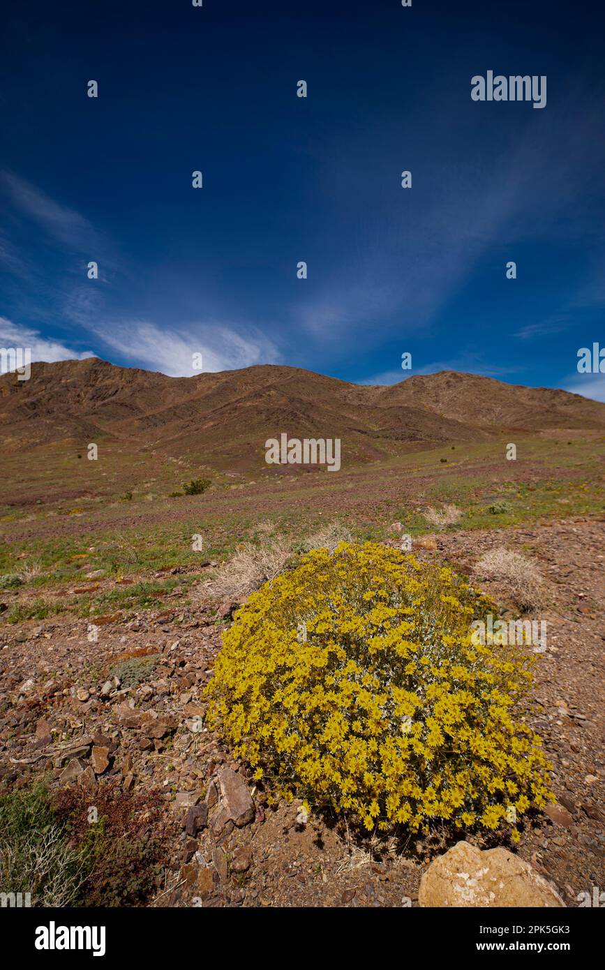 Death valley spring beautiful hi-res stock photography and images - Alamy
