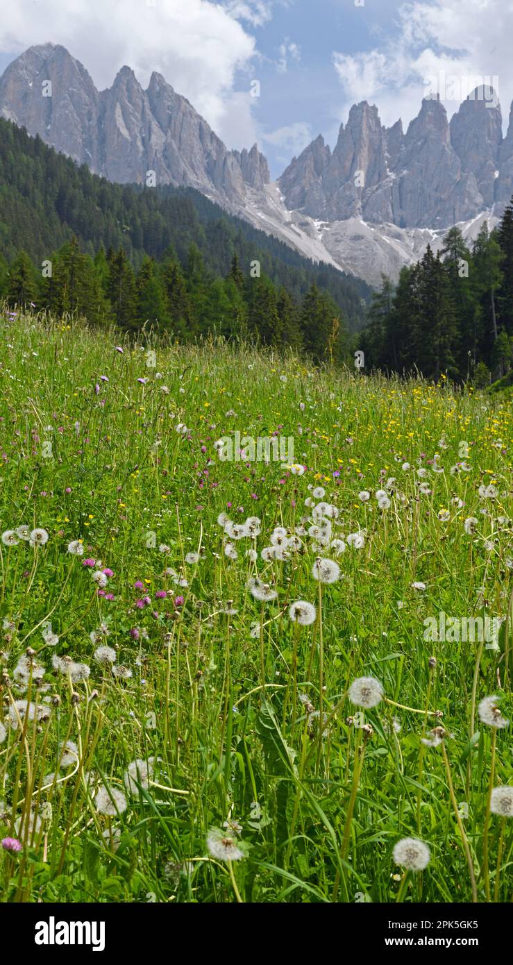 Santa Maddalena in Dolomites with Odle Mountains in Background, Italy ...