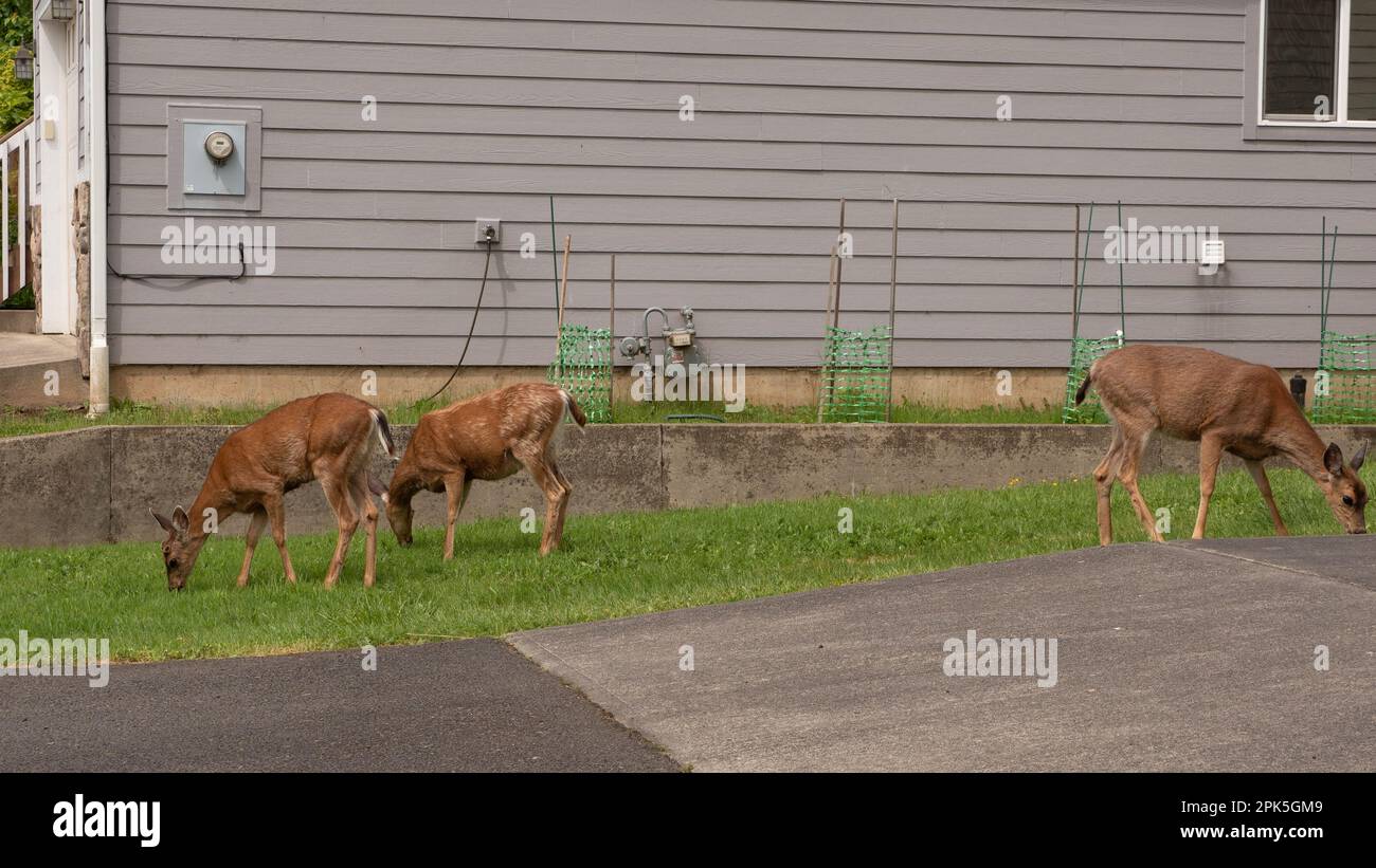 deer fallow in the street. deer fallow animal. deer fallow brown color ...