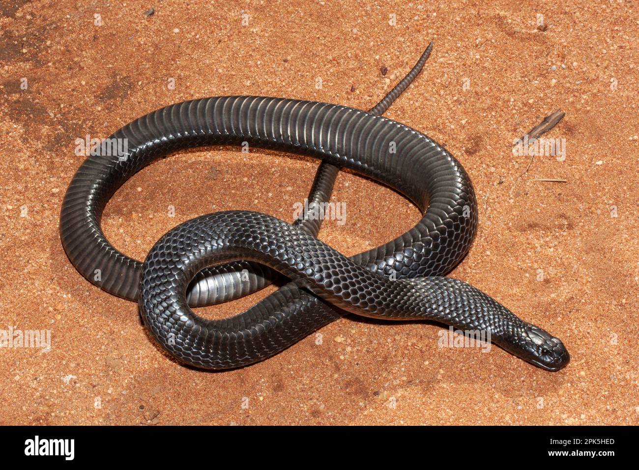 Highly venomous Australian Blue-bellied Black Snake showing belly ...