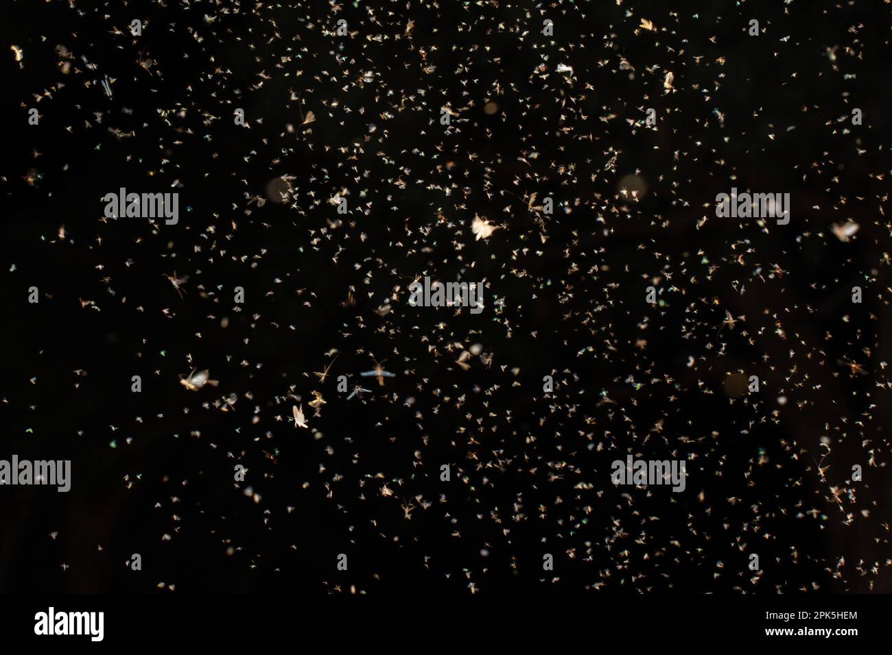 Insects attracted to light hi-res stock photography and images - Alamy