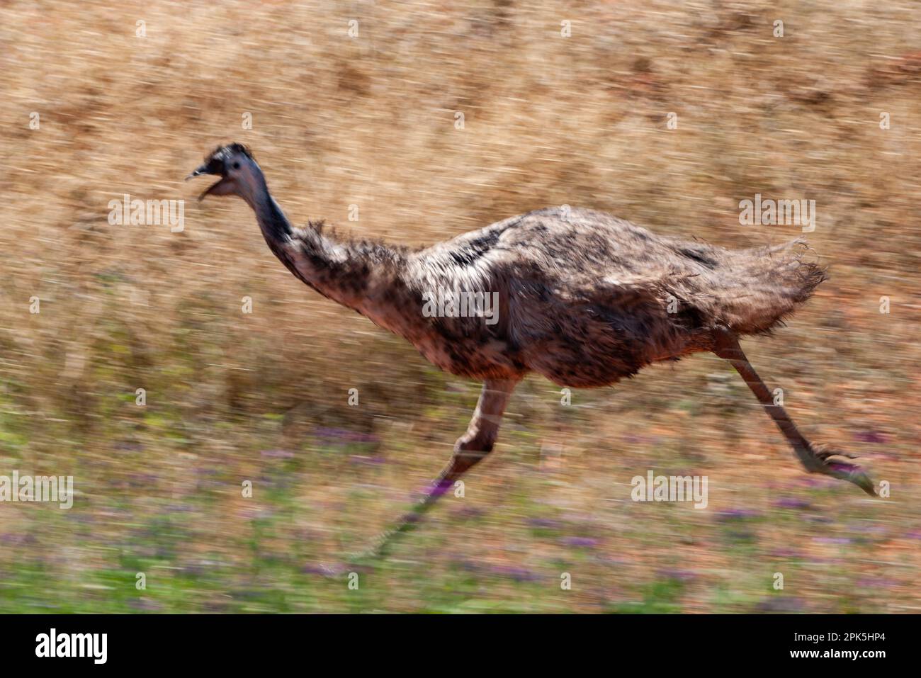 Australian Emu running Stock Photo - Alamy