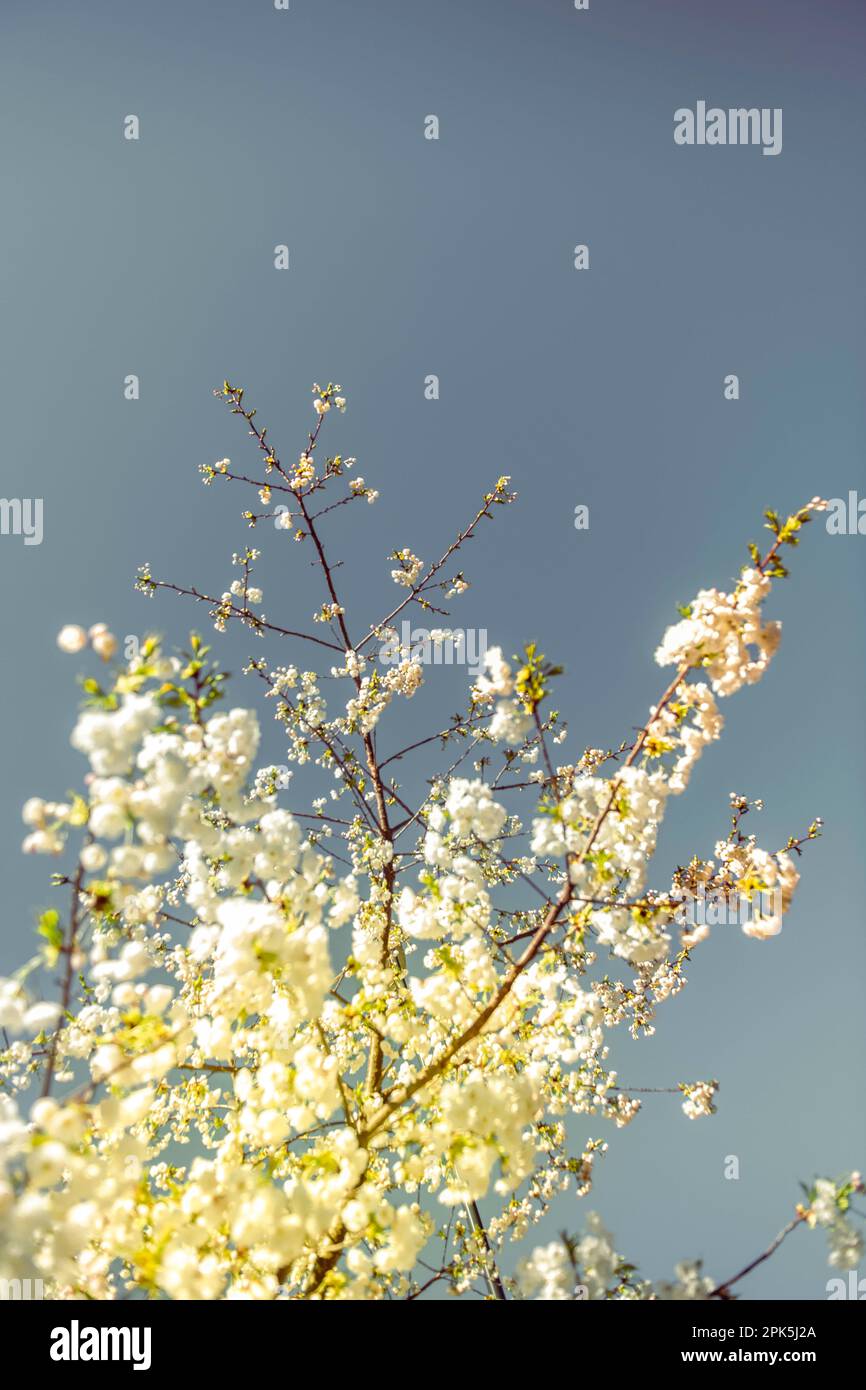 Blossom, Prunus is genus of trees and shrubs which includes fruits ...