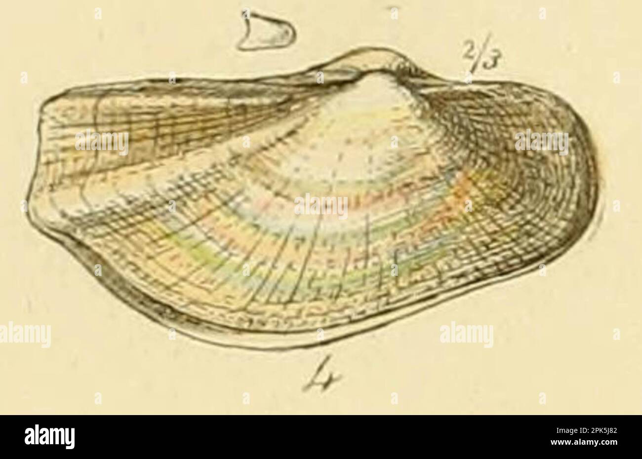 Ancient clams hi-res stock photography and images - Alamy