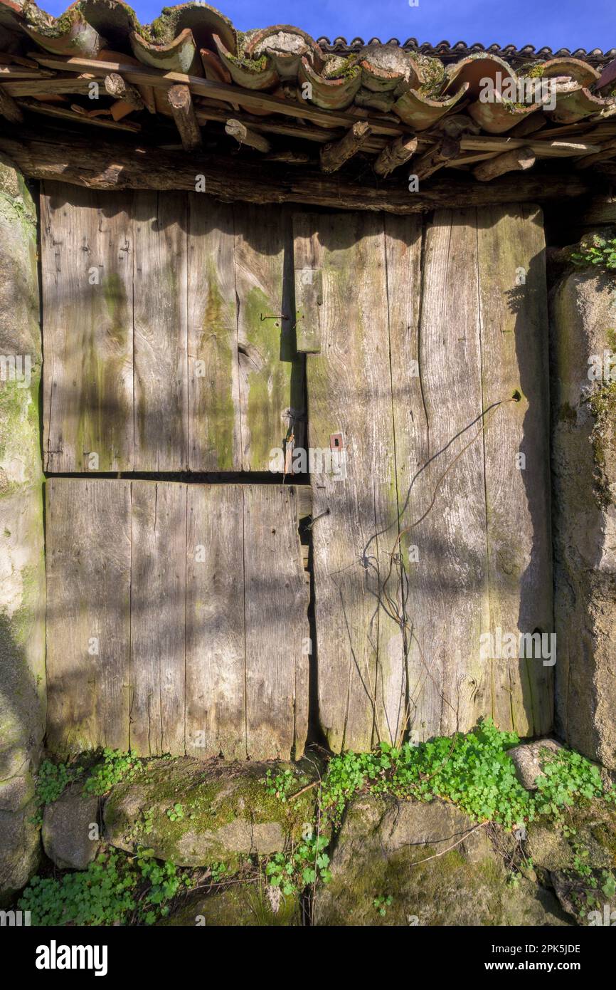Old wooden door with moss in abandoned destroyed house with blue sky ...