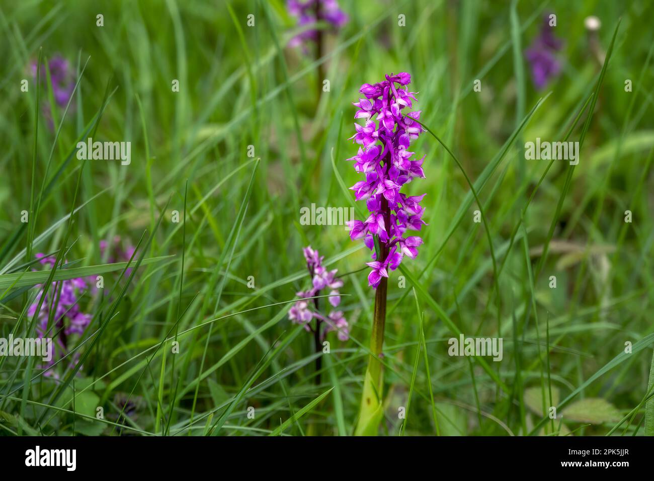 Spring flowers orchis hi-res stock photography and images - Alamy