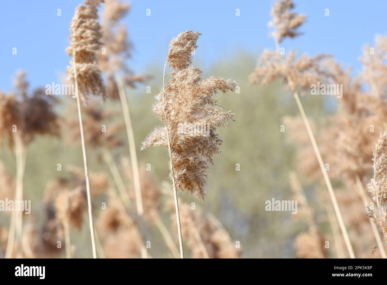 Pampas grass in the breeze with blue sky in a calm nature background ...