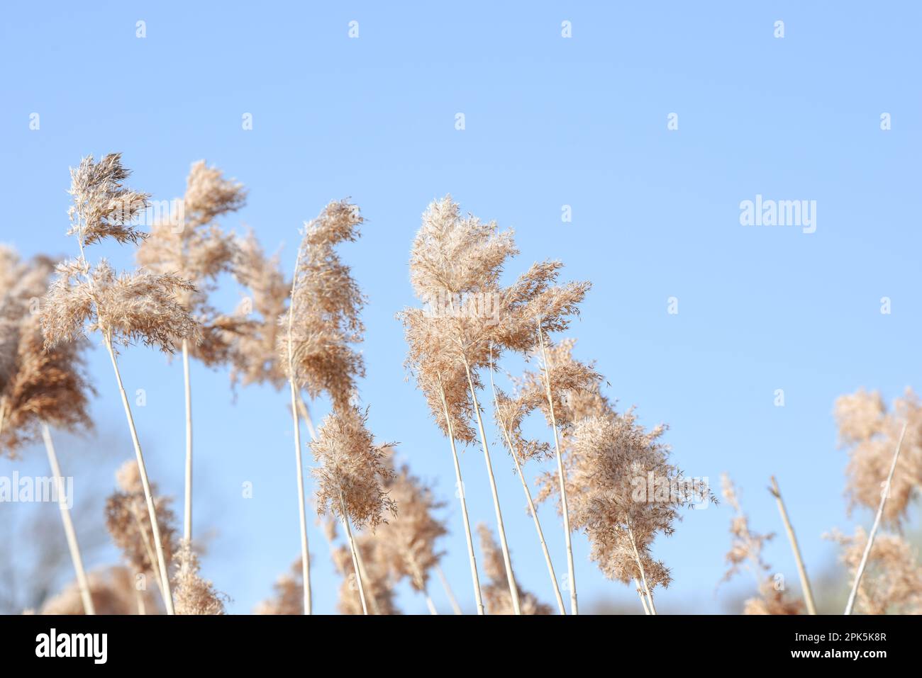 Pampas grass in the breeze with blue sky in a calm nature background ...