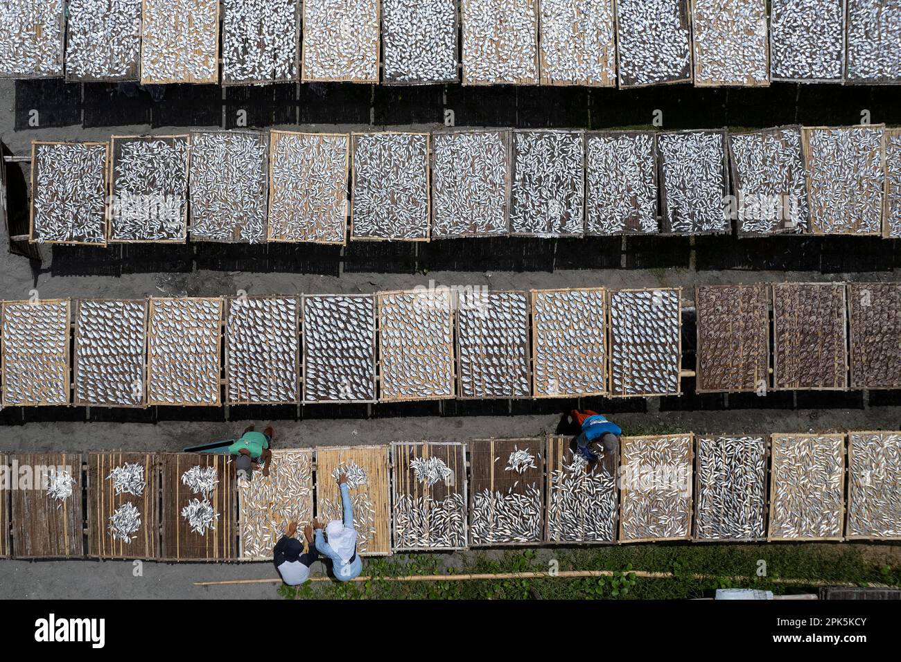 Fish are laid out to dry at a beach in Tanauan, Leyte, Philippines on ...
