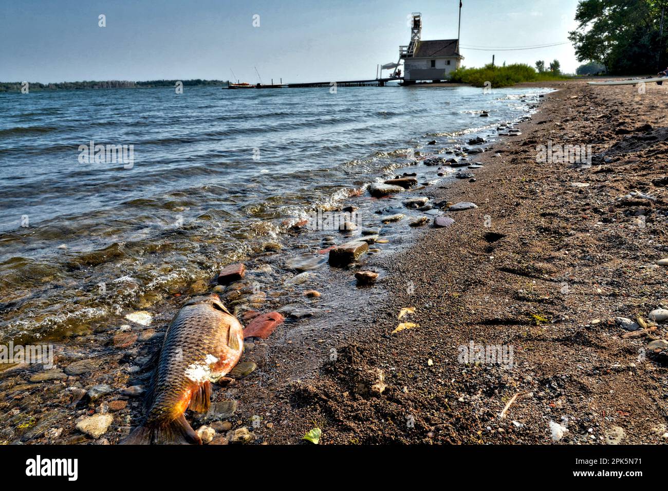 Dead fish beach pollution hi-res stock photography and images - Alamy