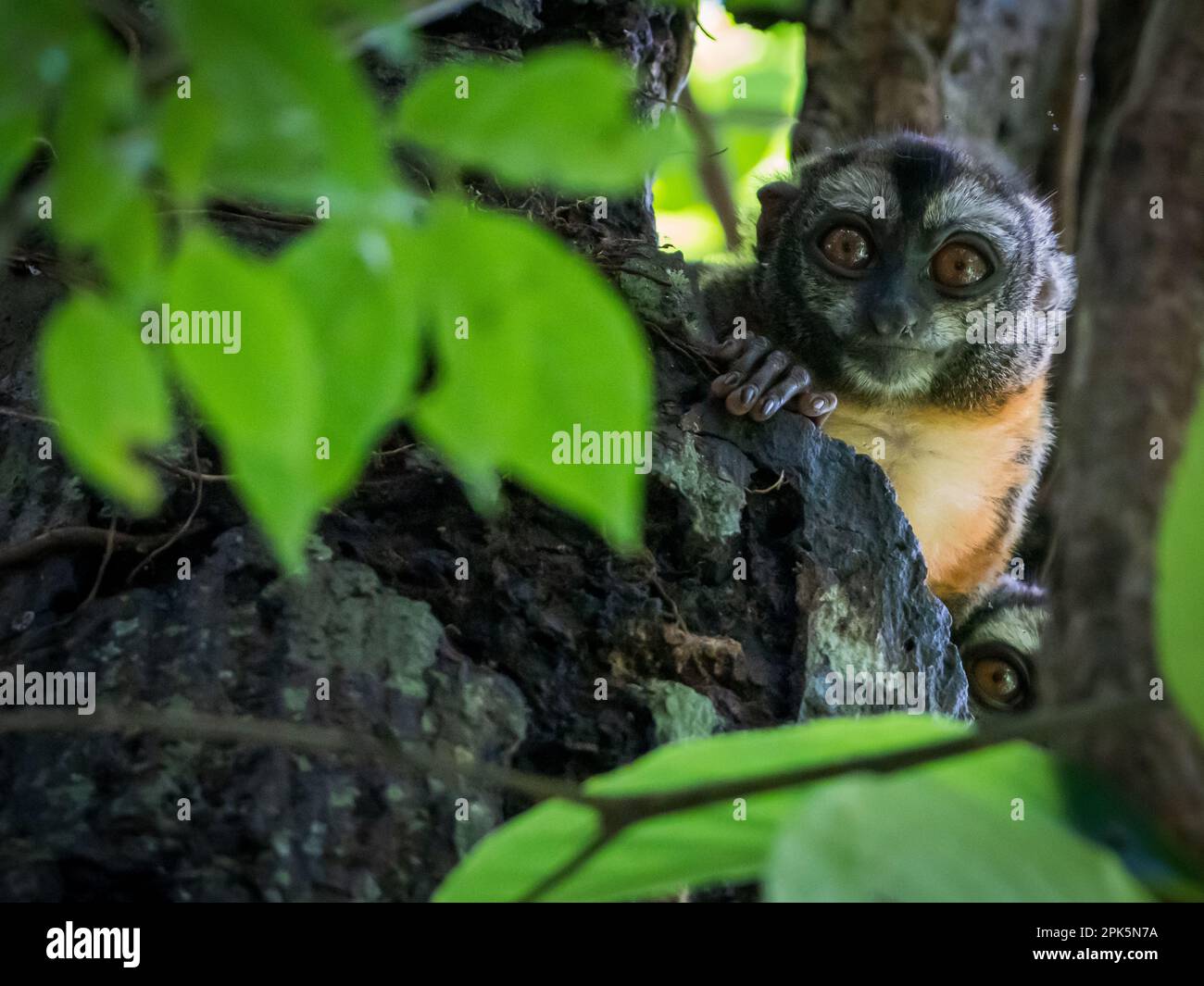 Peruvian Night Monkey (Douroucoulis) in the Amazon Rainforest Stock ...