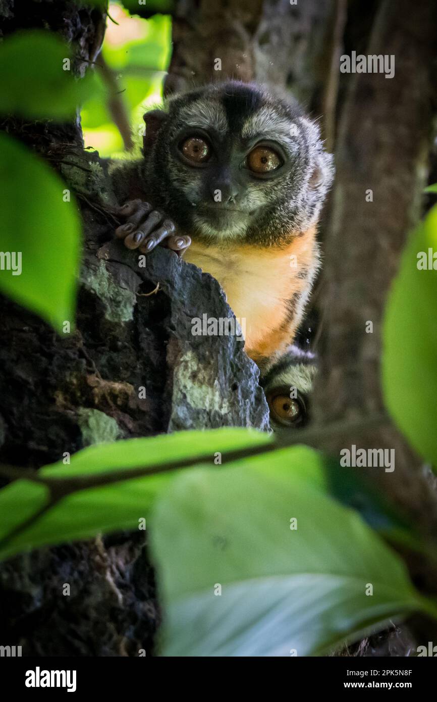 Peruvian Night Monkey (Douroucoulis) in the Amazon Rainforest Stock ...