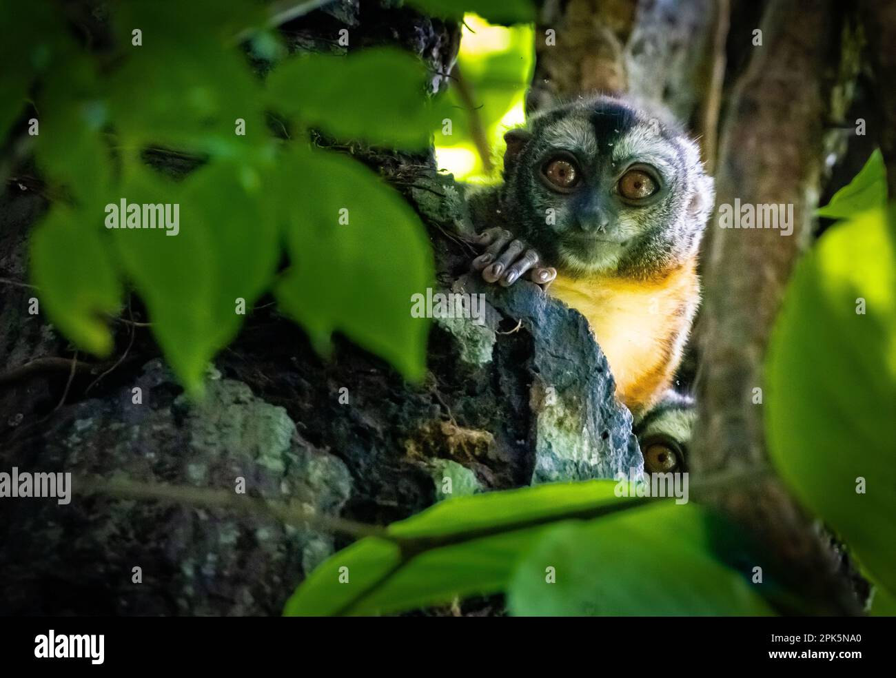 Peruvian Night Monkey (Douroucoulis) in the Amazon Rainforest Stock ...