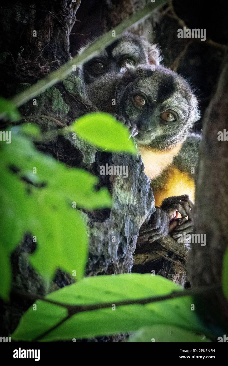 Peruvian Night Monkey (Douroucoulis) in the Amazon Rainforest Stock ...