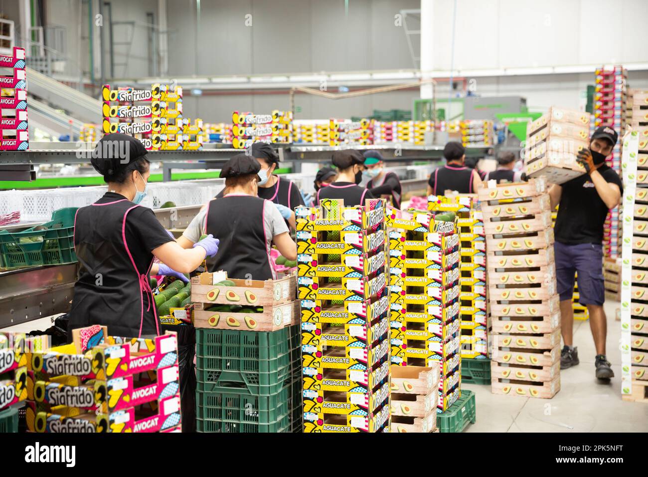 Working process at Sigfrido fruit packing facility Stock Photo - Alamy