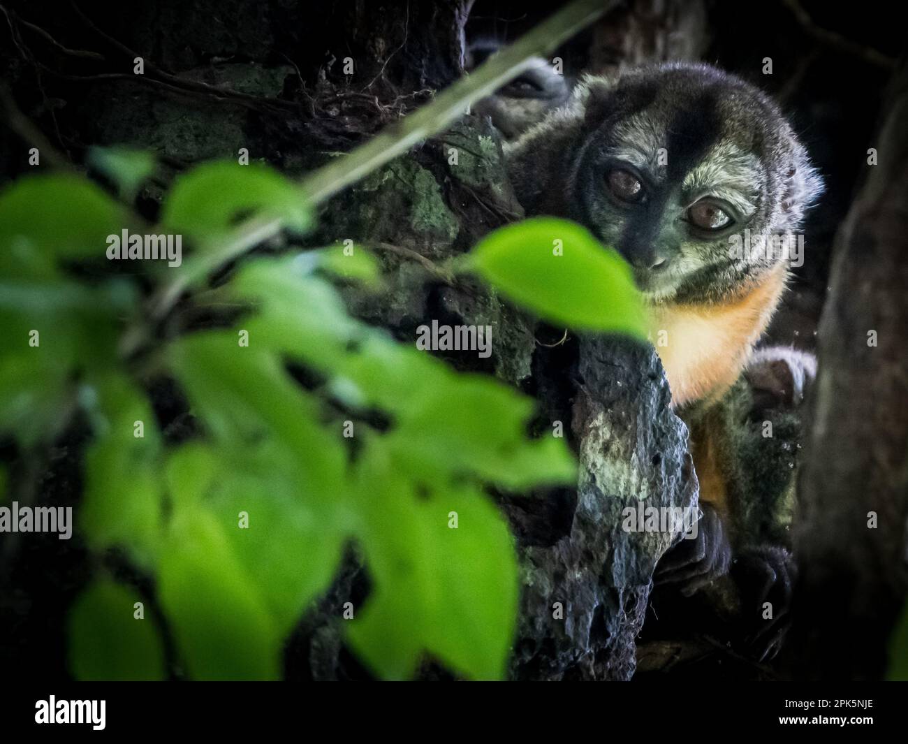 Peruvian Night Monkey (Douroucoulis) in the Amazon Rainforest Stock ...