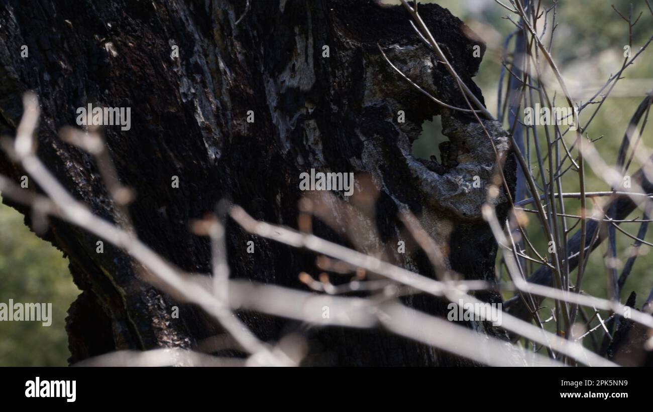 Walk through fire hi-res stock photography and images - Alamy