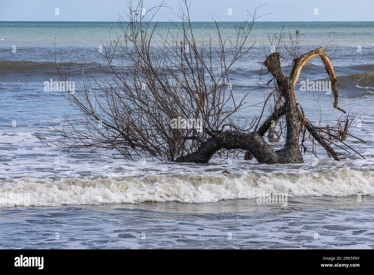 Part of tree in surf on beach Stock Photo - Alamy
