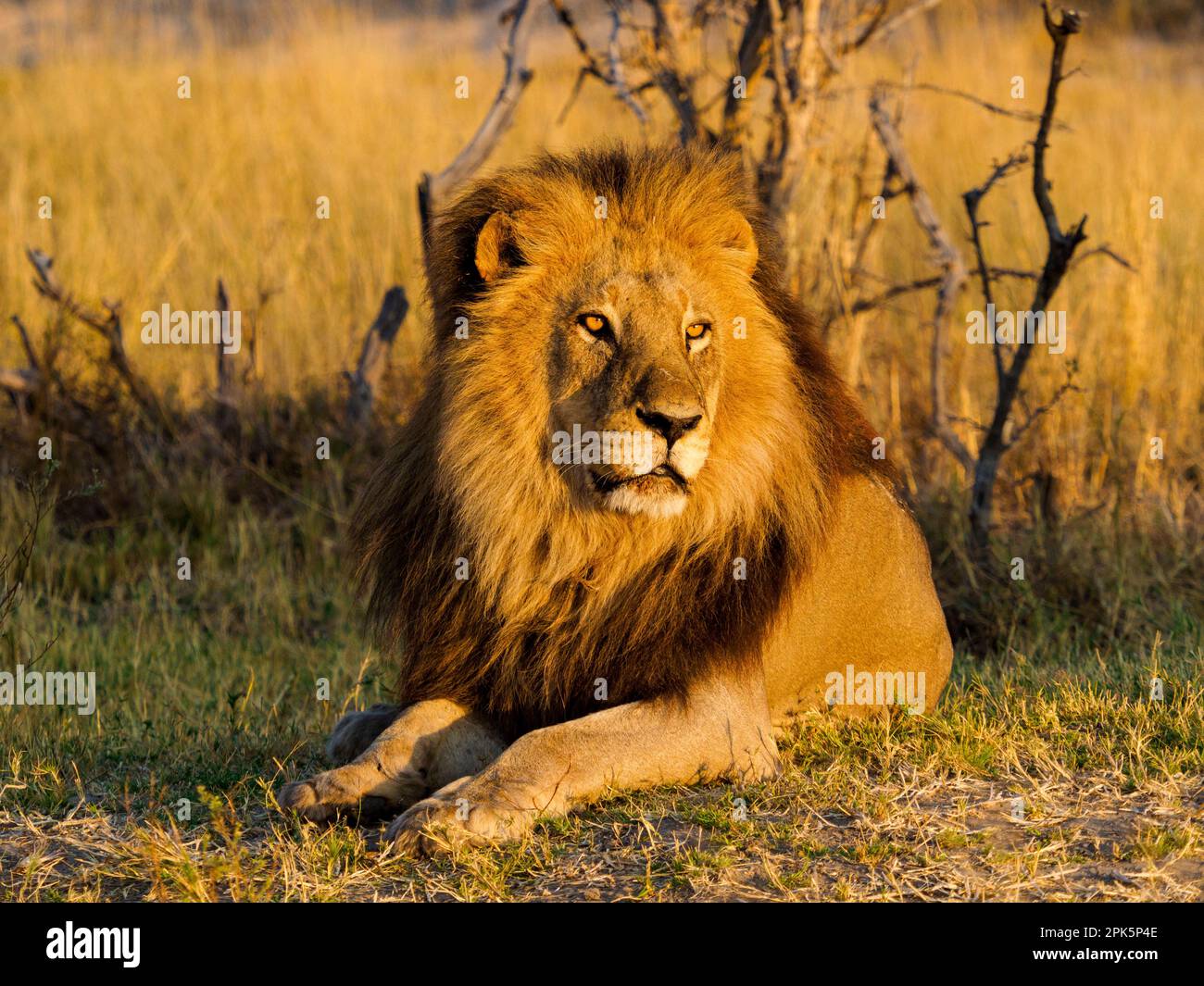 Lion sitting in grass, Duba Plains, Kwedi Reserve, Okavango Delta ...