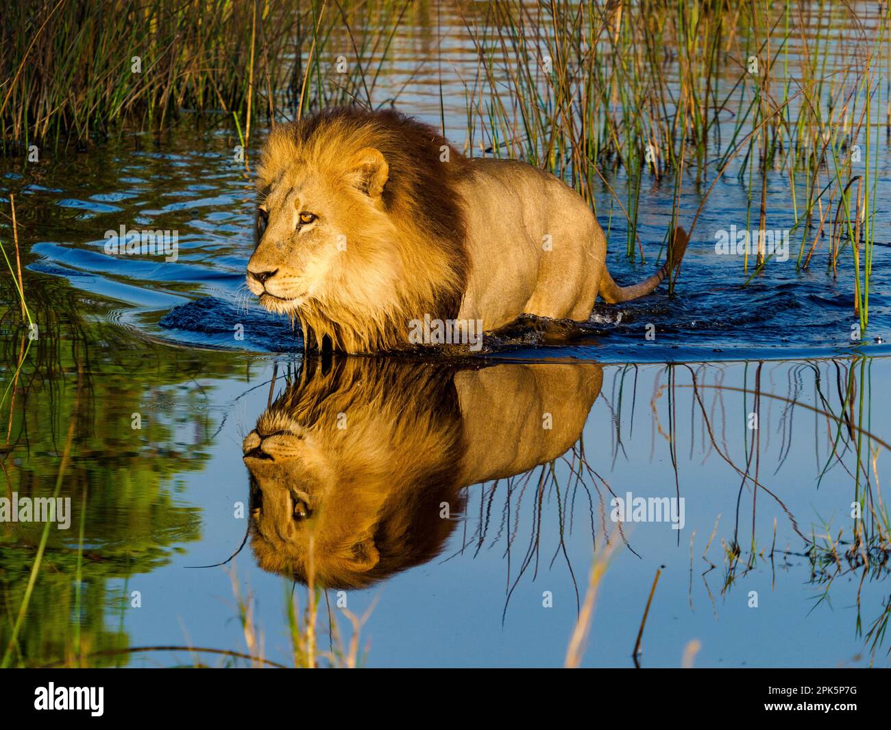 Okavango delta, botswana lion hi-res stock photography and images - Alamy