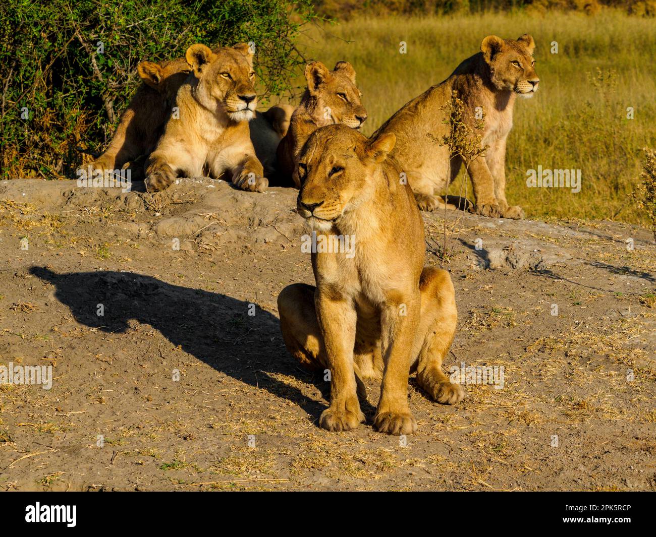 Lioness relaxing, Duba Plains, Kwedi Reserve, Okavango Delta, Botswana ...