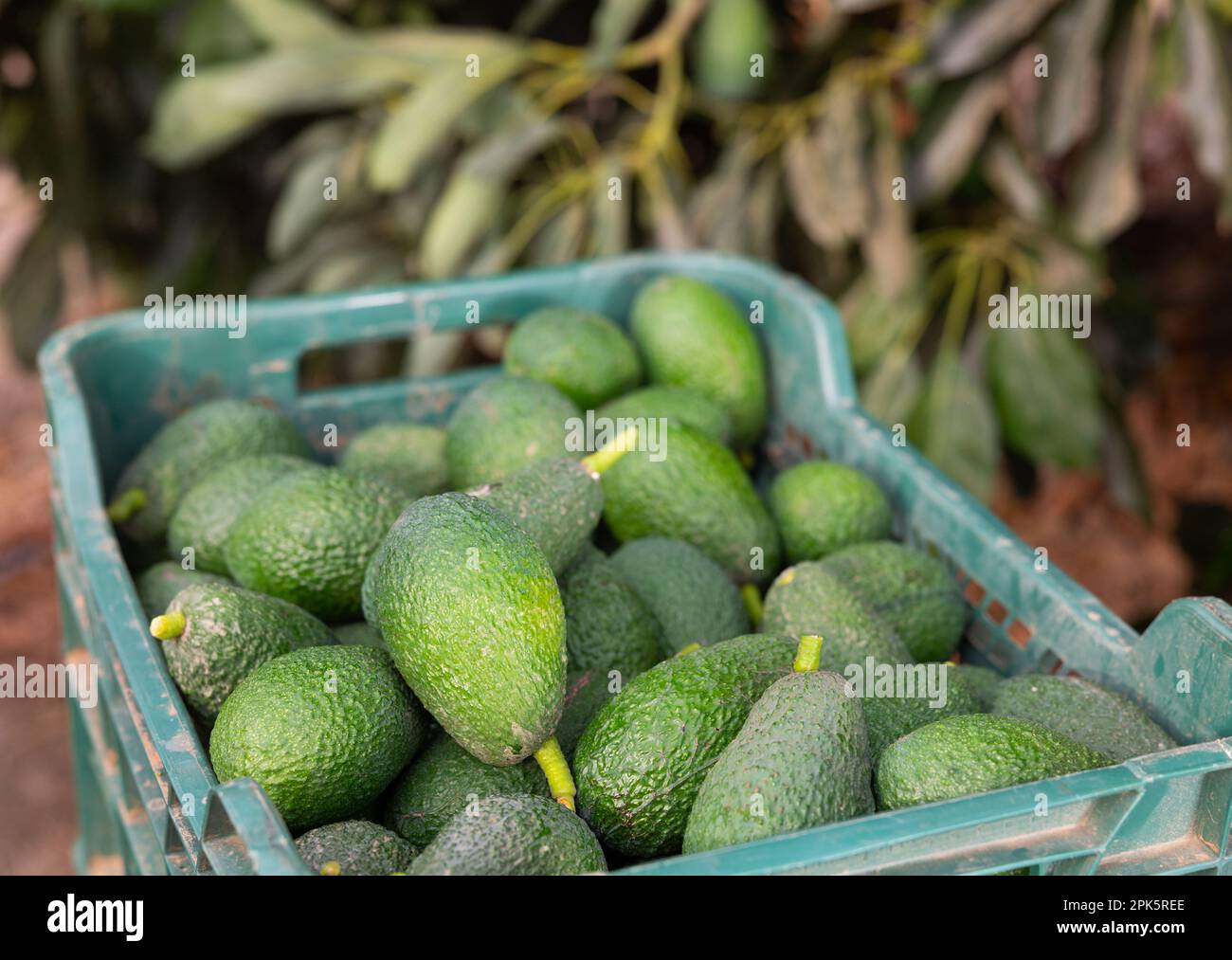 Full avocado box on the ground in fruit plantation Stock Photo - Alamy
