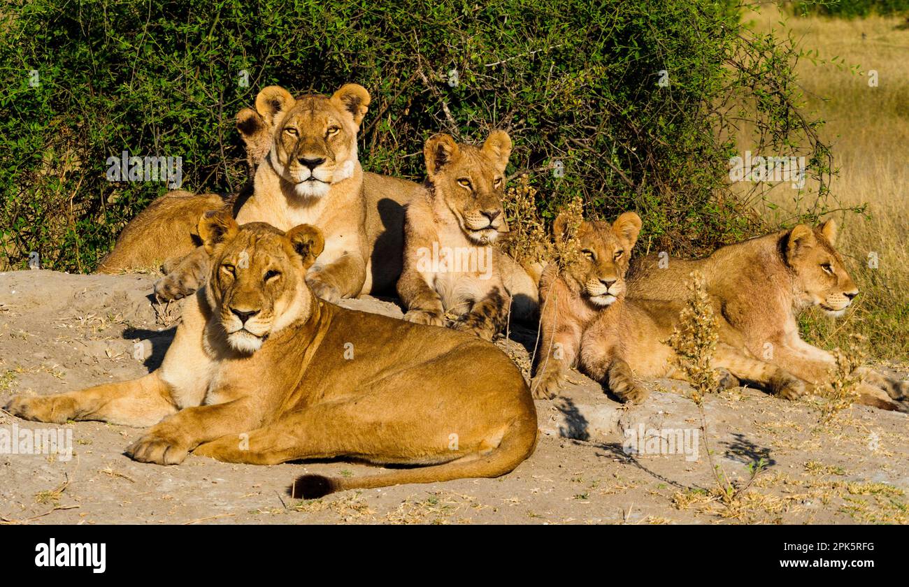 Lioness relaxing, Duba Plains, Kwedi Reserve, Okavango Delta, Botswana ...