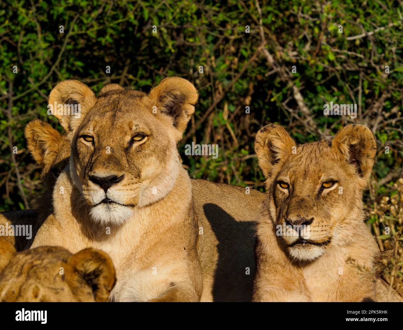 Lioness relaxing, Duba Plains, Kwedi Reserve, Okavango Delta, Botswana ...