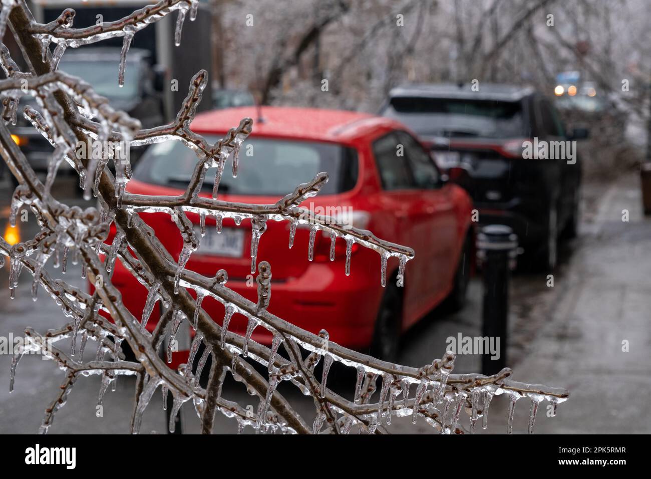 Frozen branches of trees after an ice storm in Montreal Stock Photo - Alamy