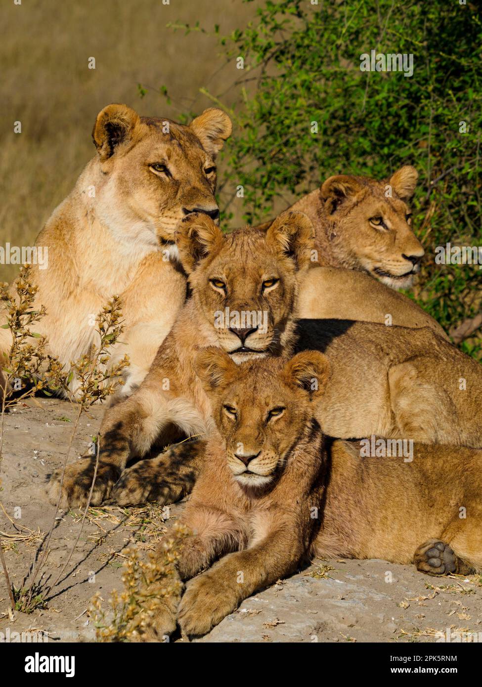 Lioness relaxing, Duba Plains, Kwedi Reserve, Okavango Delta, Botswana ...
