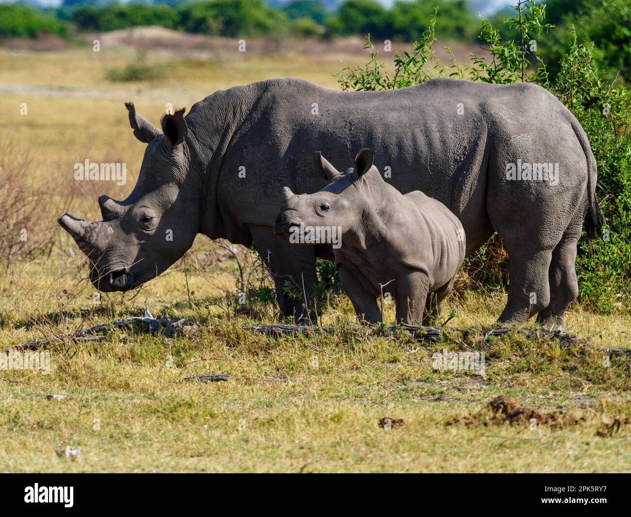 Okavango delta white rhino hi-res stock photography and images - Alamy