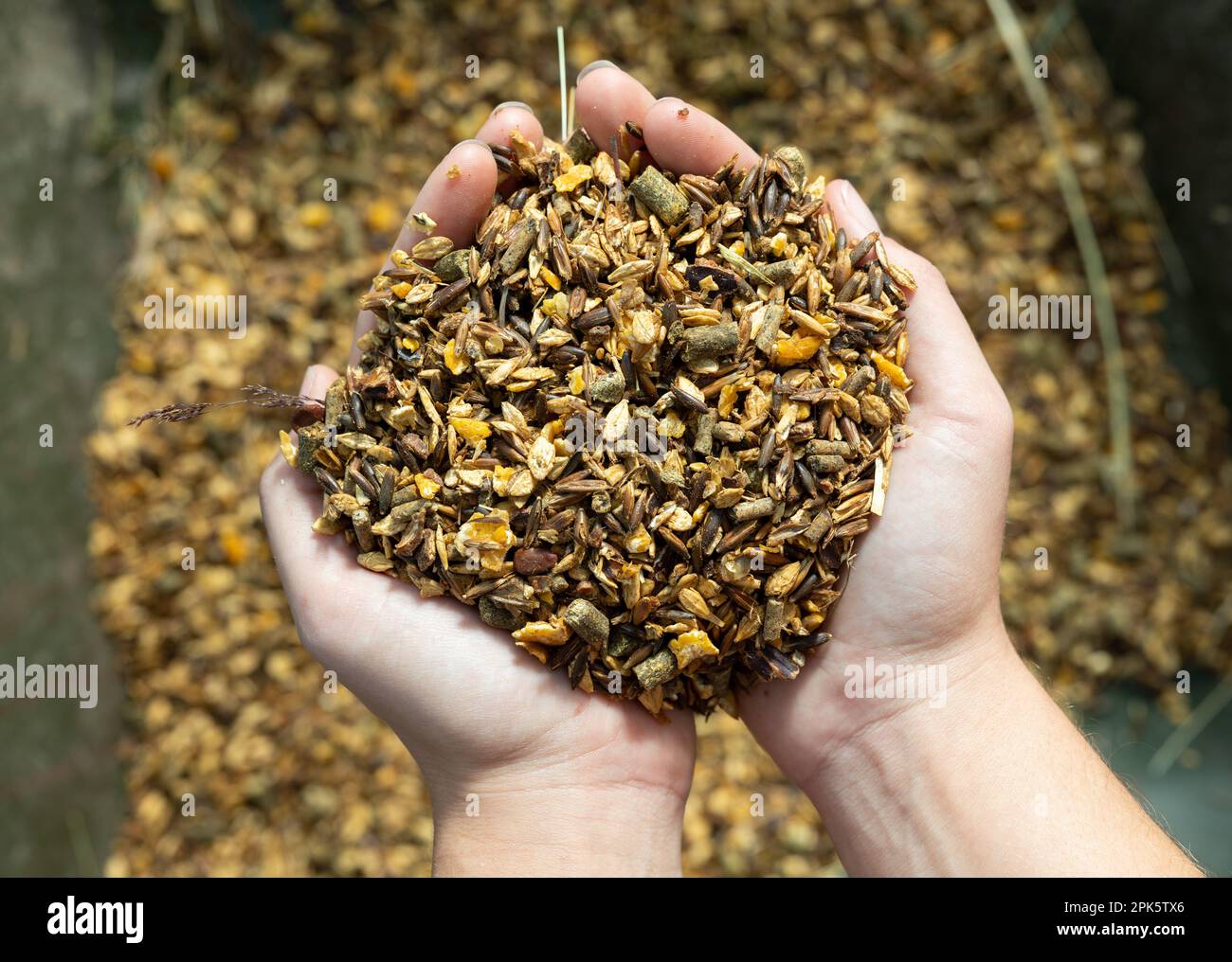 Top view of female farmer groom holding in hands horse feed with corn ...