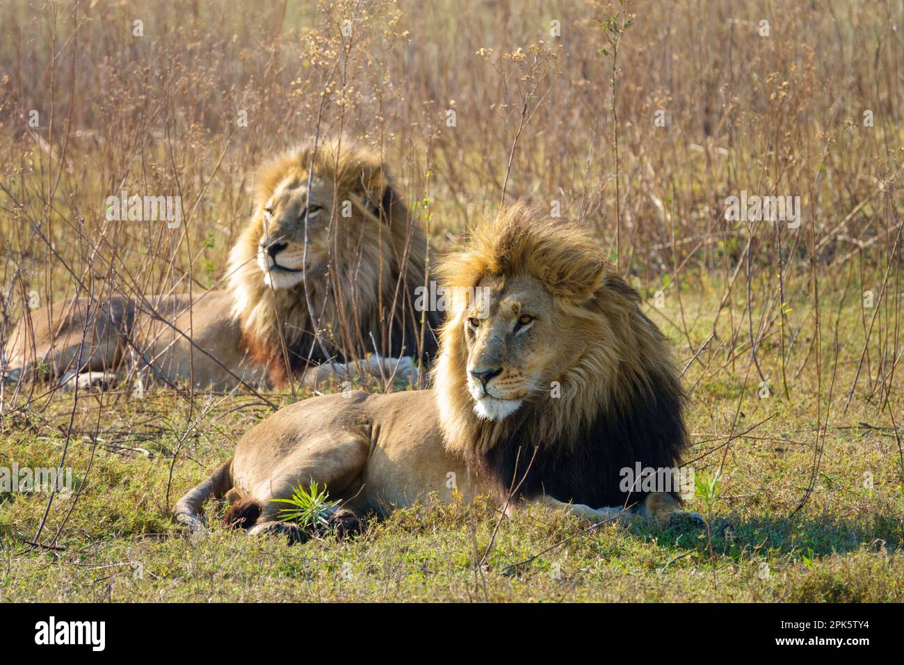 Lions in grass hi-res stock photography and images - Alamy