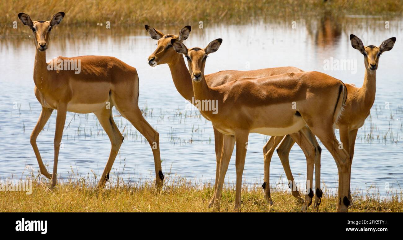 Letchwe near pond, Selinda Reserve, Botswana Stock Photo - Alamy