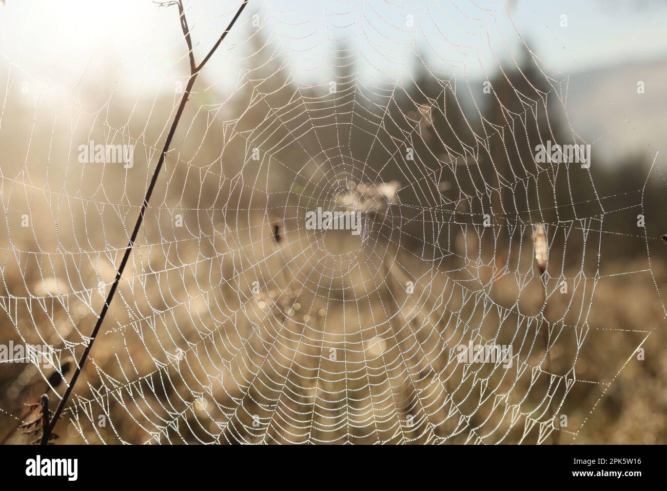 Cobweb empty hi-res stock photography and images - Alamy
