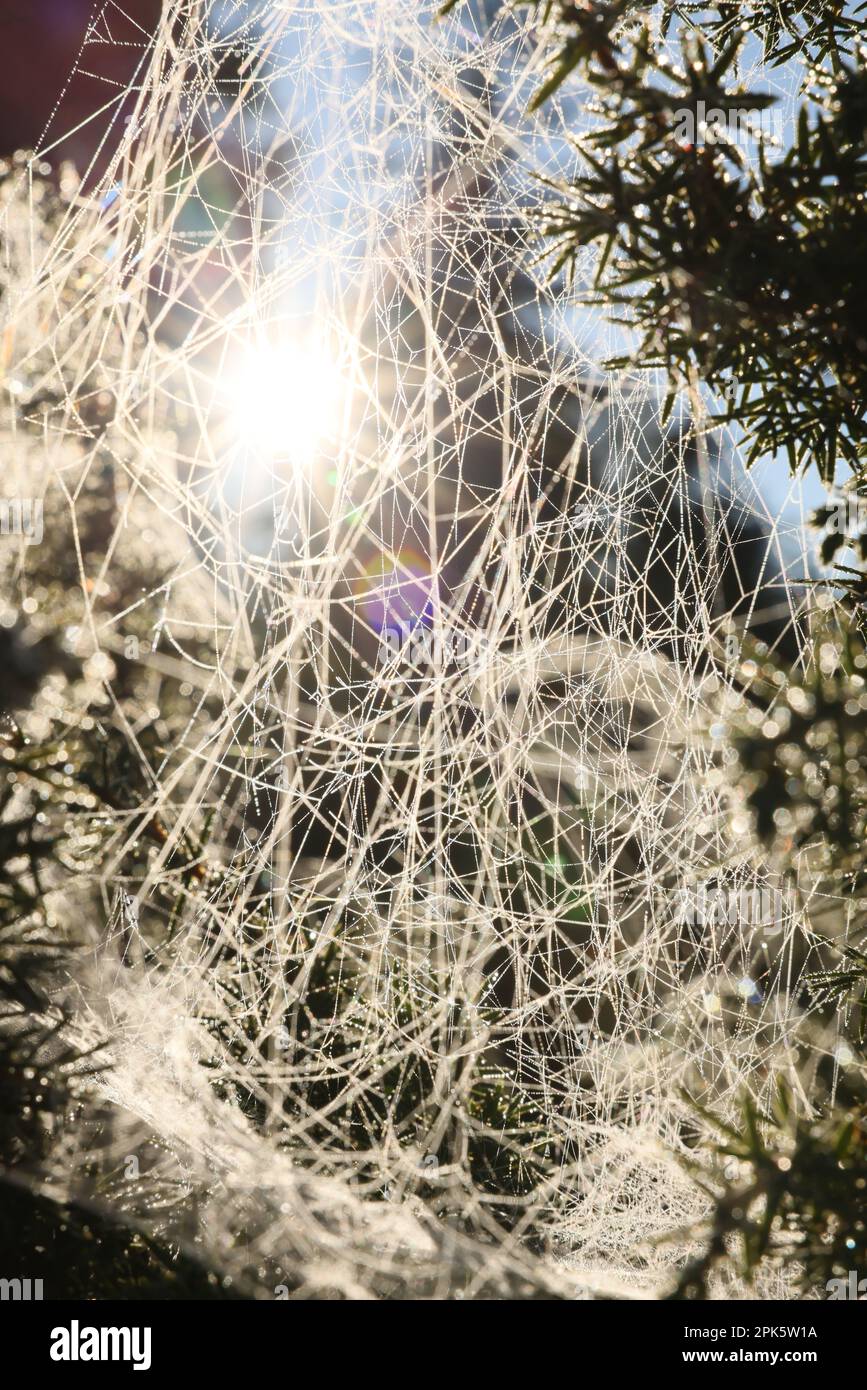 Cobweb on fir tree hi-res stock photography and images - Alamy