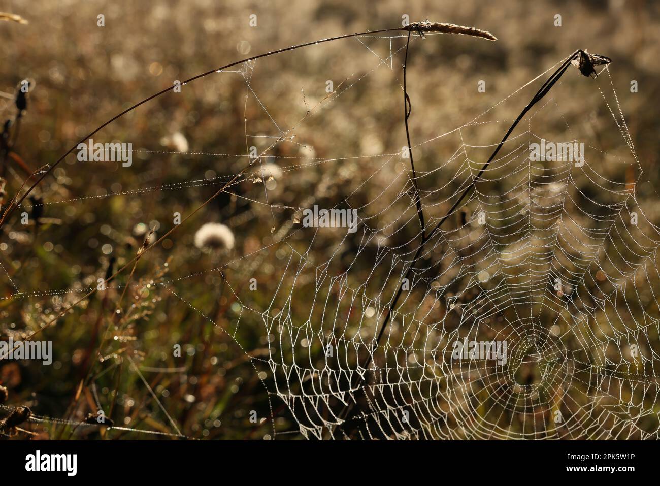 Cobweb empty hi-res stock photography and images - Alamy