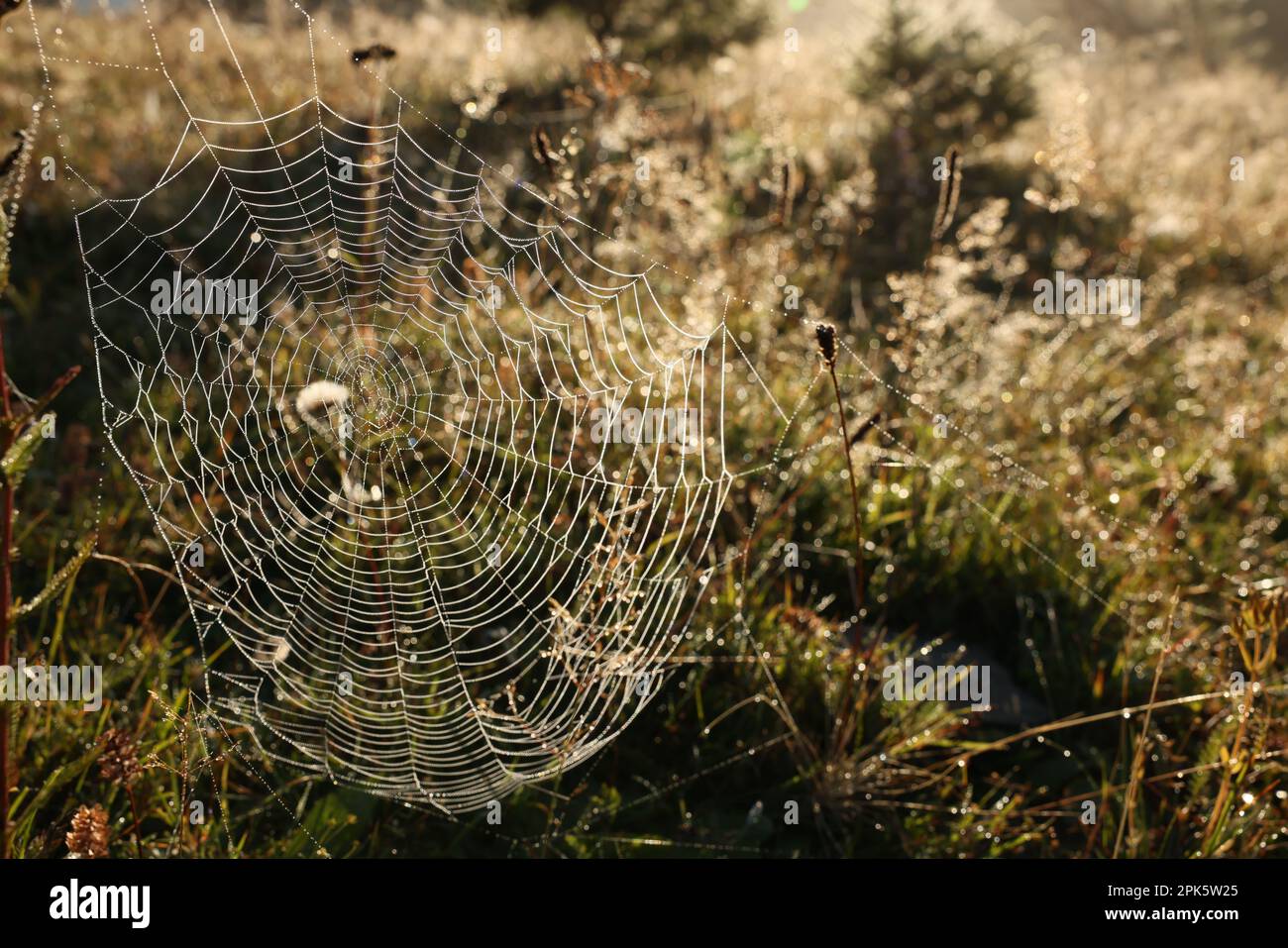 Cobweb empty hi-res stock photography and images - Alamy