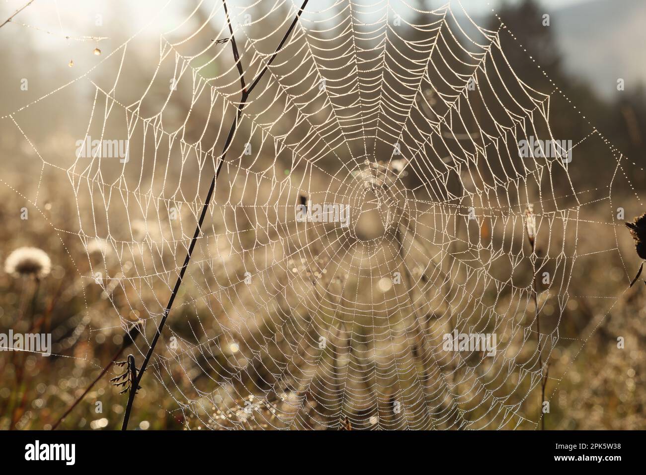 Cobweb empty hi-res stock photography and images - Alamy
