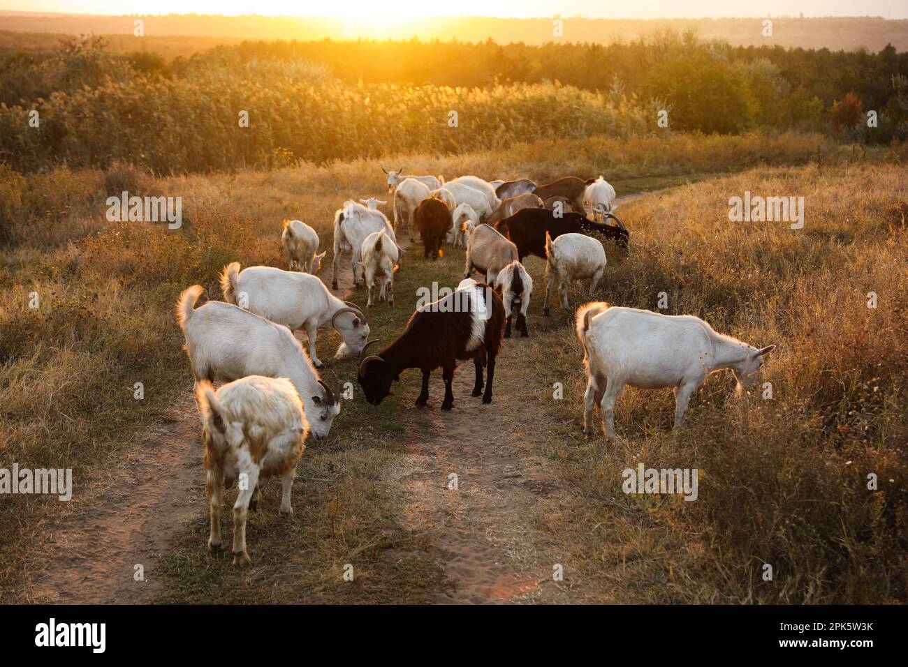 Farm animals. Goats on dirt road near pasture in evening Stock Photo ...