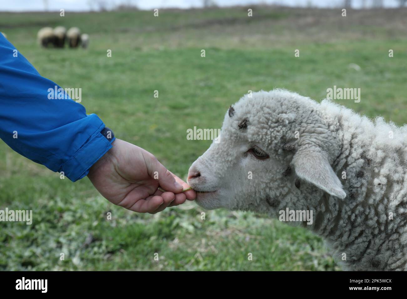 Man feeding sheep in summer hi-res stock photography and images - Alamy