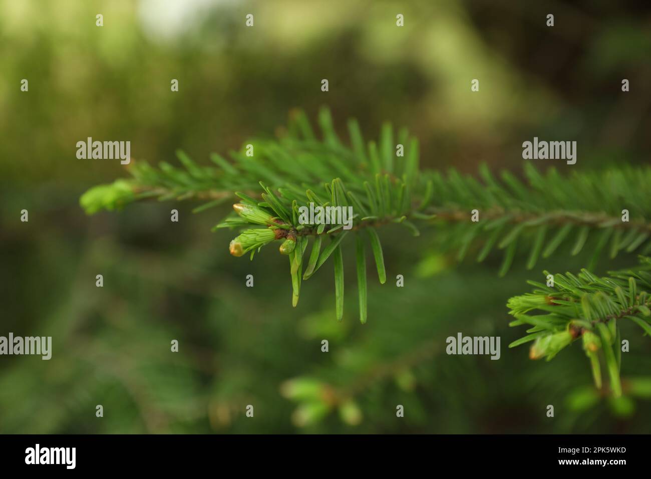 Green branches of beautiful conifer tree outdoors, closeup Stock Photo ...