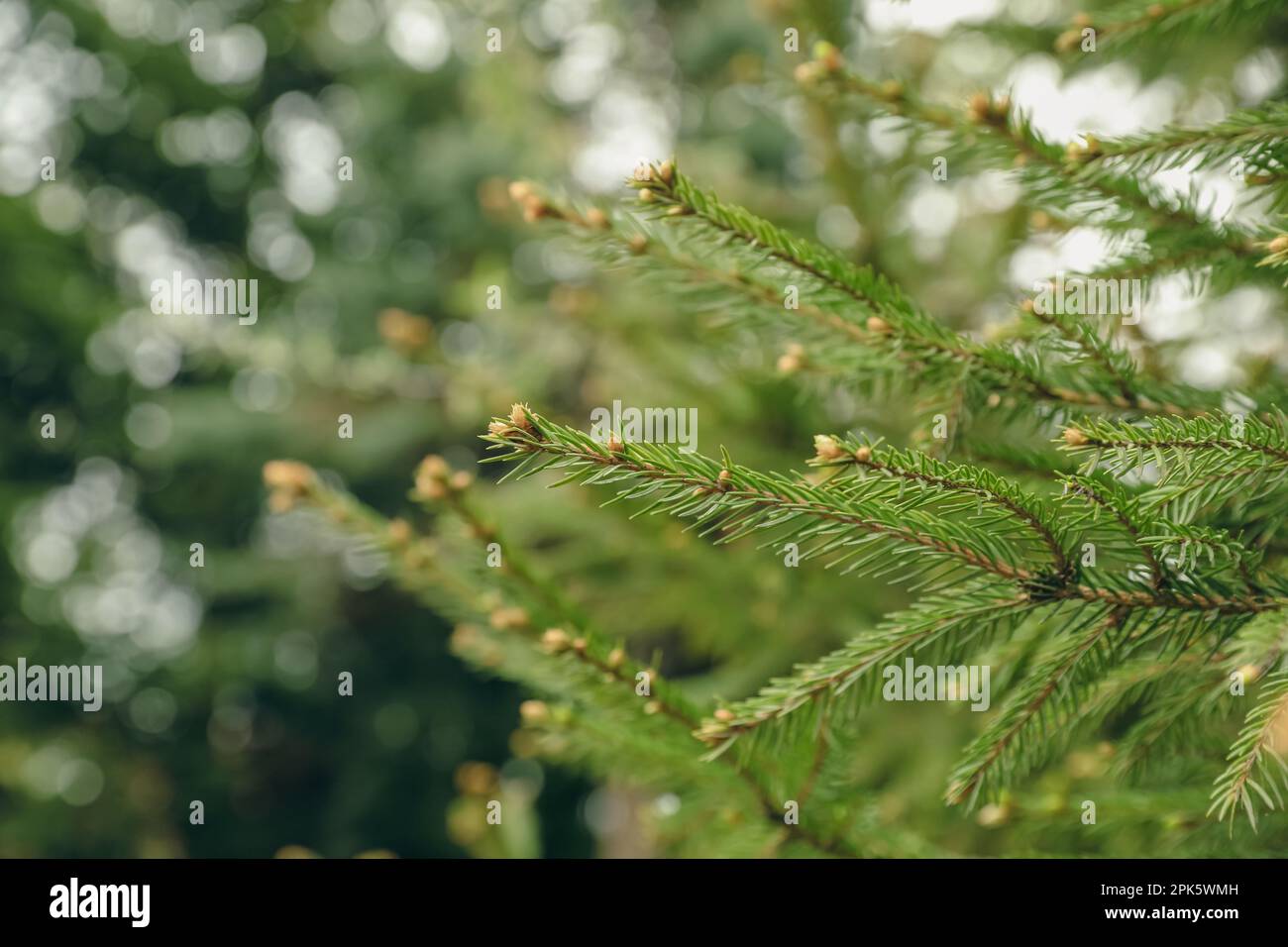 Green branches of beautiful conifer tree with small cones outdoors ...