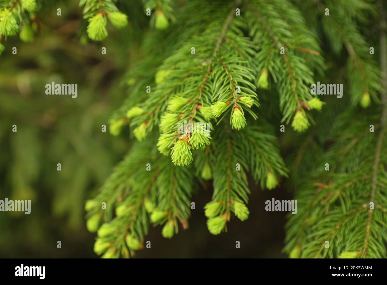 Green branches of beautiful conifer tree outdoors, closeup Stock Photo ...