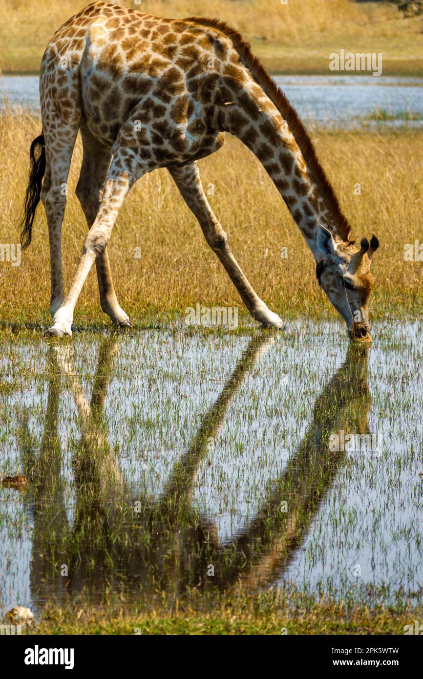 Summer giraffe hi-res stock photography and images - Alamy