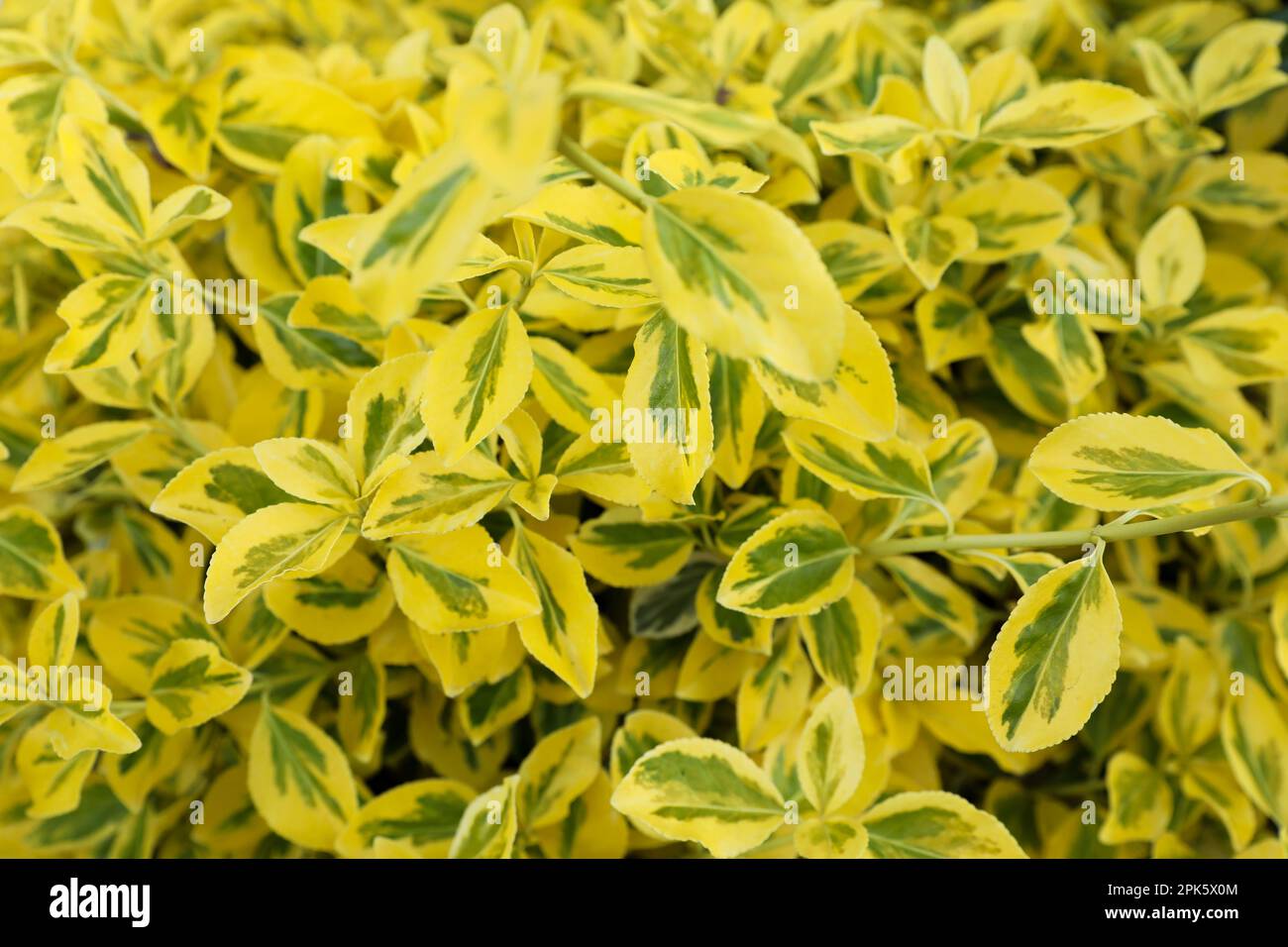 Beautiful winter creeper with bright leaves as background, closeup ...