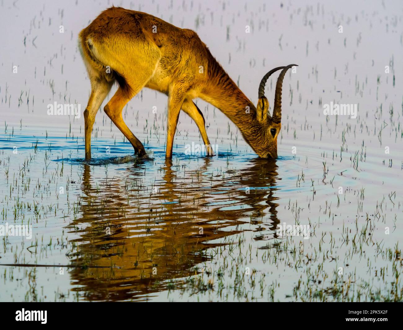 Pond animals hi-res stock photography and images - Alamy