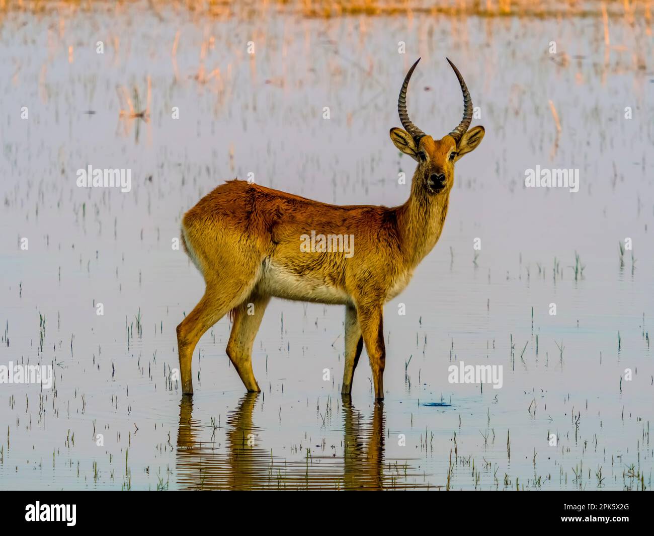Pond animals hi-res stock photography and images - Alamy