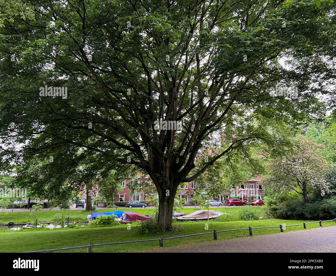 Beautiful big tree with green leaves near city canal Stock Photo - Alamy